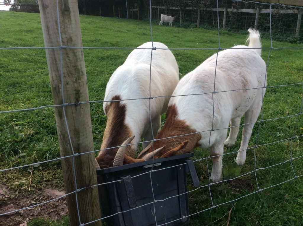 JamieFarm_9 – St Mark's School Bath
